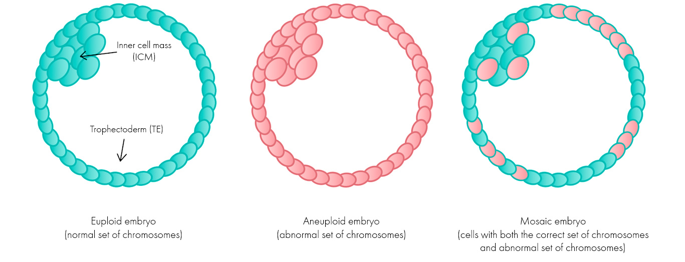 Embryology — Клініка репродуктивної медицини Reprolife
